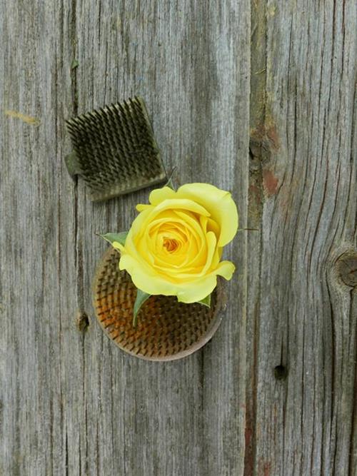 Wholesale Roses Delivery Online | FlowerFarm