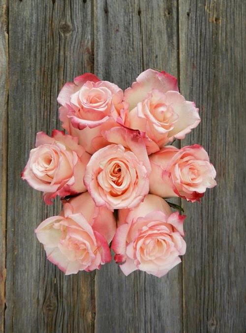 Wholesale Climax Bi-Color Cream/Pink Roses Delivered Online | FlowerFarm
