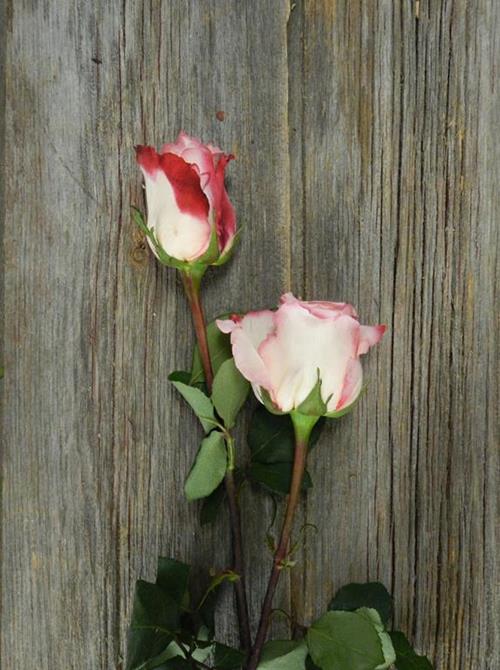 Wholesale Climax Bi-Color Cream/Pink Roses Delivered Online | FlowerFarm