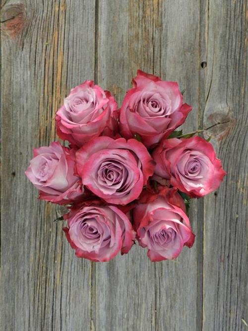 Wholesale Deep Purple Lavender Roses Delivered Online | FlowerFarm