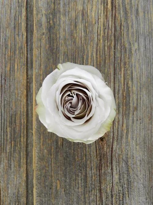 Wholesale Early Grey Vintage Lavender Roses Delivered Online | FlowerFarm