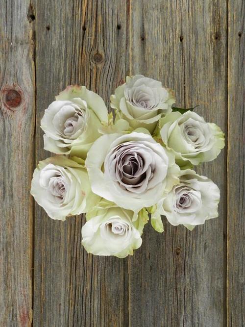 Wholesale Early Grey Vintage Lavender Roses Delivered Online | FlowerFarm