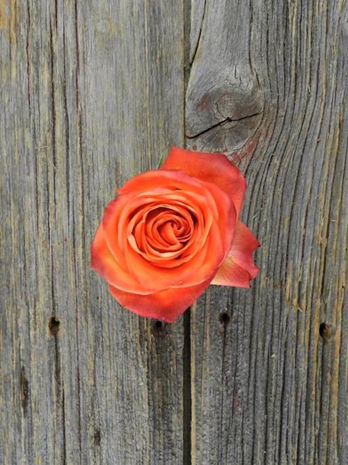 Wholesale Roses Delivery Online | FlowerFarm