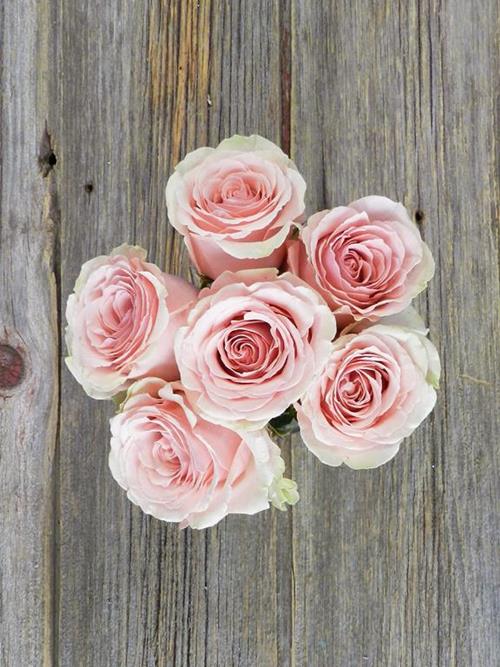 Wholesale Geraldine Pink Rose Delivered Online | FlowerFarm