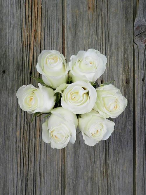 Wholesale Glacier White Roses Delivered Online | FlowerFarm