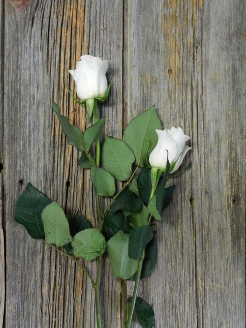 Wholesale Glacier White Roses Delivered Online | FlowerFarm