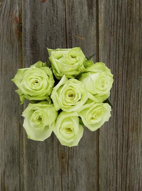 Wholesale Green Tea Green Roses Delivered Online | FlowerFarm