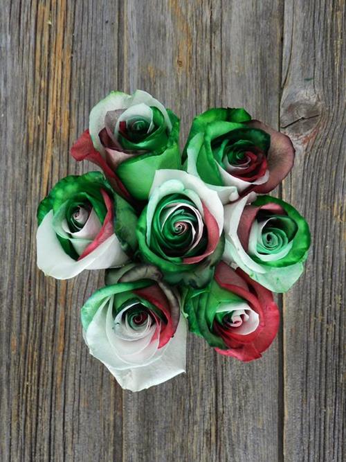 Wholesale Christmas Tinted Color Roses Delivered Online | FlowerFarm