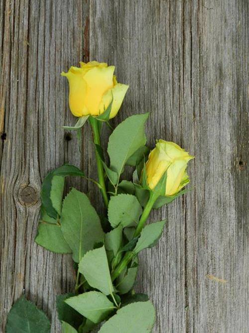 Wholesale High & Exotic Yellow Roses Delivered Online | FlowerFarm