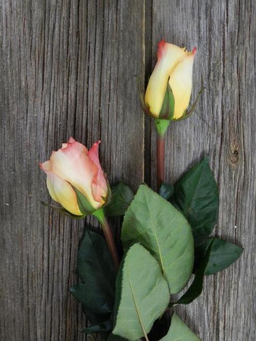 Wholesale High & Sunshine Bi-Color Yellow/Red Roses Delivered Online ...