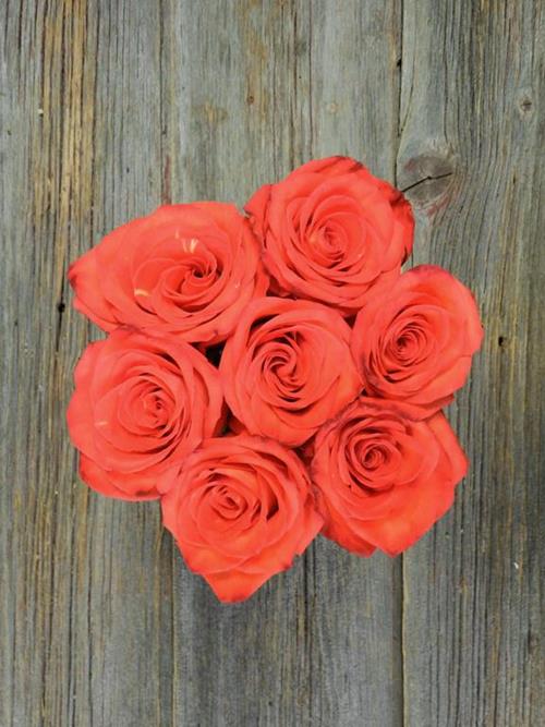 Wholesale High Orange Orange Roses Delivered Online | FlowerFarm