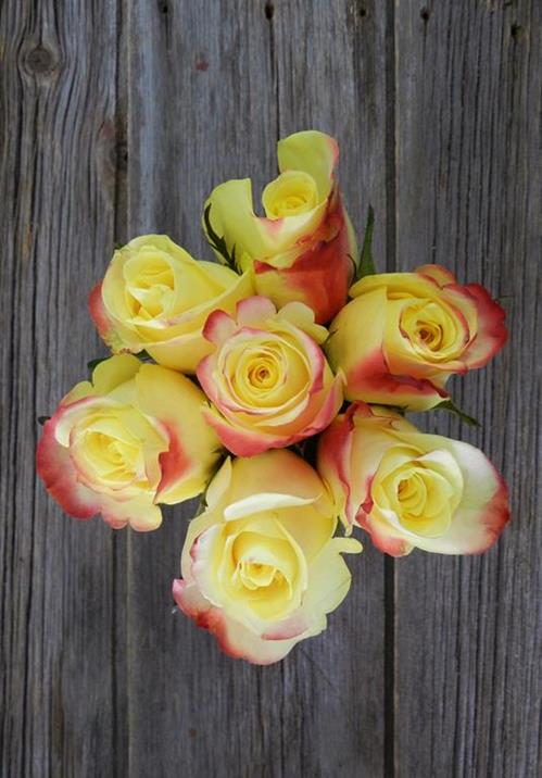 Wholesale Hot Merengue Bicolor Yellow/Pink Roses Delivered Online ...