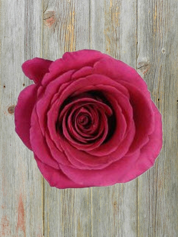 Wholesale Hot Pink Roses Delivered Online | FlowerFarm