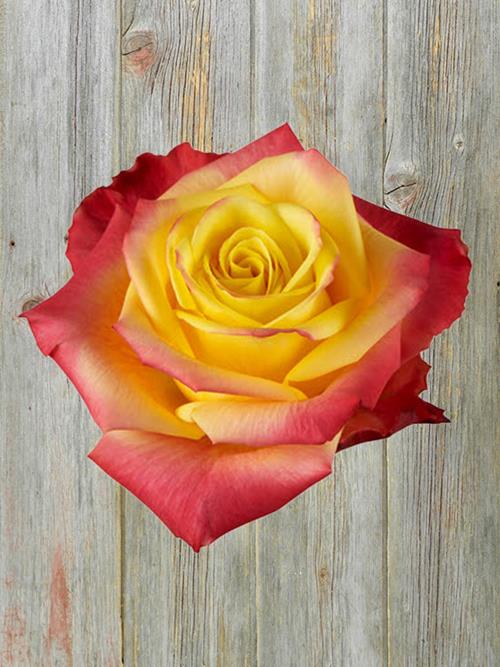 Wholesale Hot Sauce Bi-Color Yellow/Red Roses Delivered Online | FlowerFarm