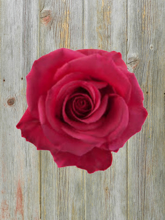 Wholesale Hot Shot Hot Pink Roses Delivered Online | FlowerFarm