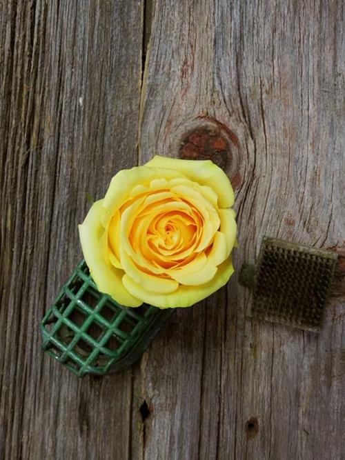 Wholesale Hummer Yellow Roses Delivered Online | FlowerFarm