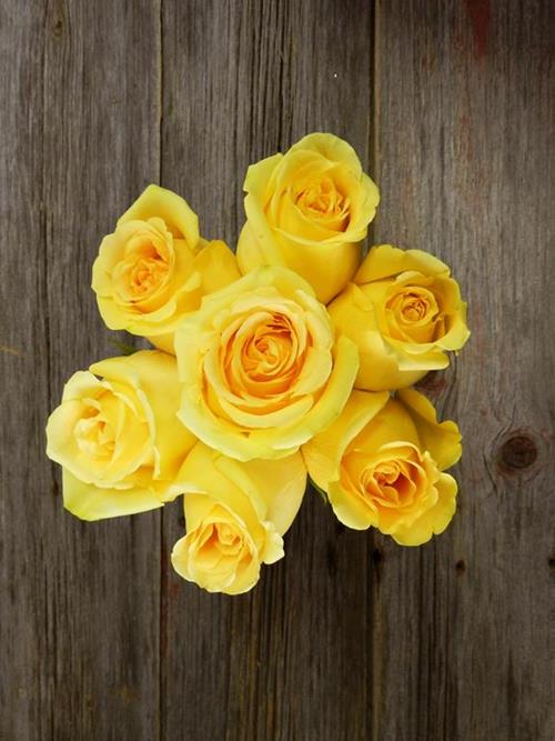Wholesale Hummer Yellow Roses Delivered Online | FlowerFarm