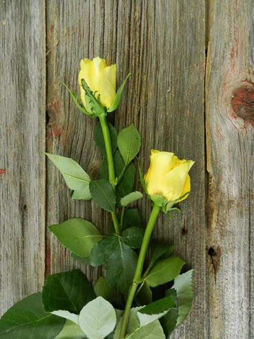 Wholesale High & Yellow Magic Yellow Roses Delivered Online | FlowerFarm
