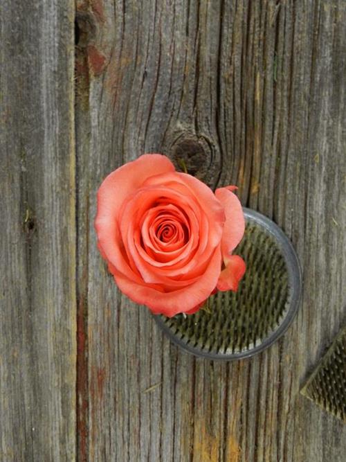 Wholesale Imagination Coral Roses Delivered Online | FlowerFarm