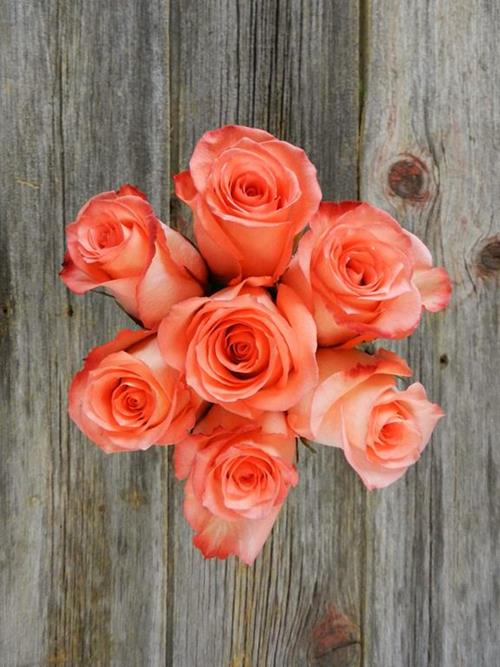 Wholesale Imagination Coral Roses Delivered Online | FlowerFarm