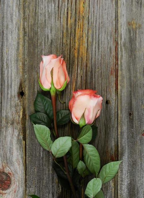 Wholesale Imagination Coral Roses Delivered Online | FlowerFarm