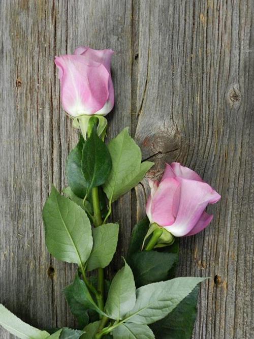 Wholesale Lavender Roses Delivered Online | FlowerFarm