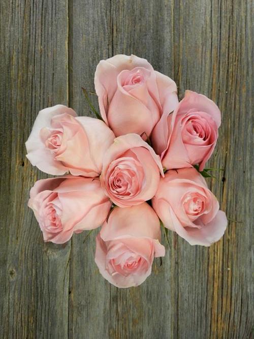 Wholesale Luciano Light Pink Roses Delivered Online | FlowerFarm