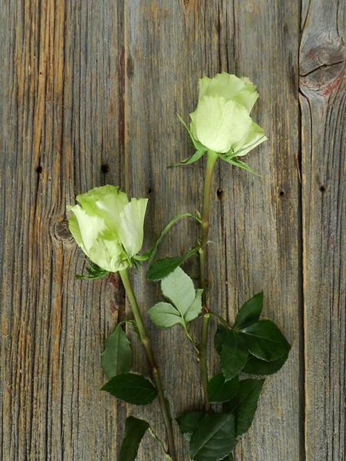 Wholesale Lemonade Citron Green Roses Delivered Online | FlowerFarm