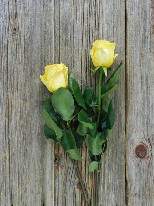 Wholesale Lighthouse Yellow Roses Delivered Online | FlowerFarm