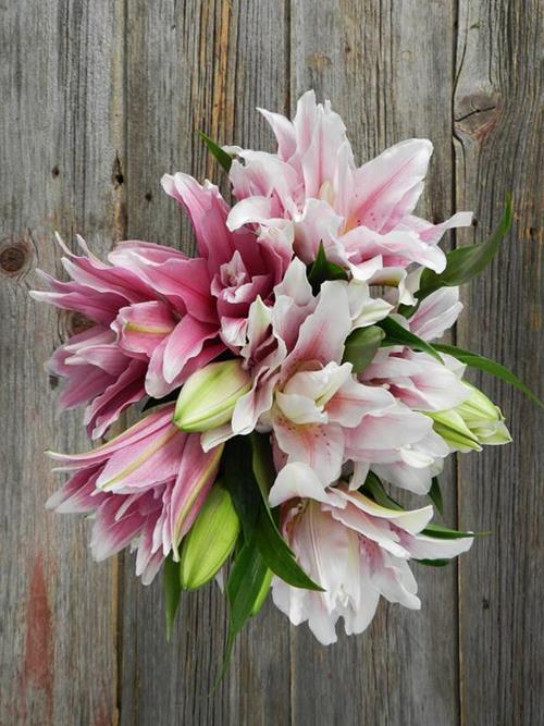 Wholesale Double Bloom Rose Lily Assorted Pink & White Color Lilies ...