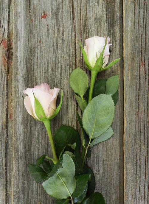 Wholesale Light Pink Roses Delivered Online | FlowerFarm