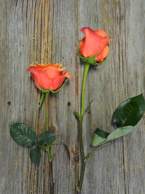 Wholesale Lumia Orange Roses Delivered Online | FlowerFarm