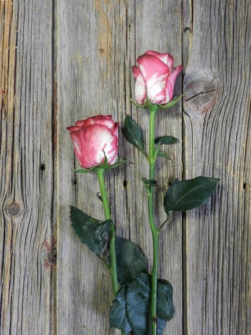 Wholesale Magic Time Cream-Hot Pink Speckled Rose Delivered Online ...