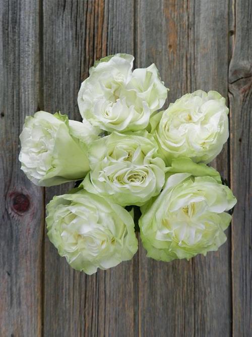 Wholesale Moonstone "Garden Look" White Roses Delivered Online | FlowerFarm