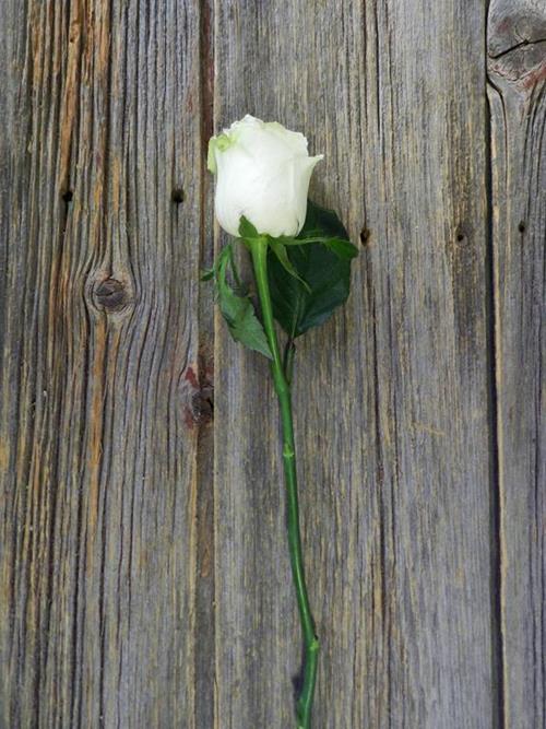 Wholesale Moonstone "Garden Look" White Roses Delivered Online | FlowerFarm