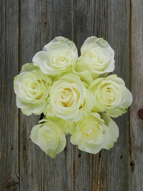 Wholesale Mondial White Rose With Greenish Cast On Outer Petals ...