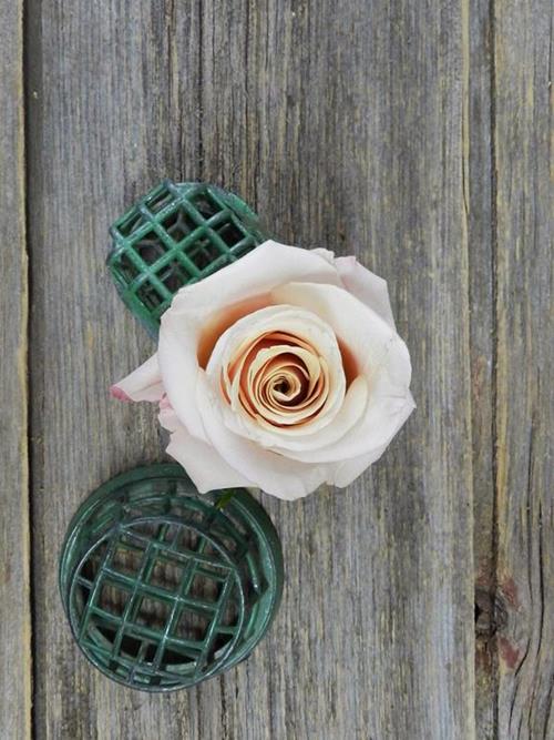 Wholesale Mother Of Pearl Bi-Color Cream/Pink Roses Delivered Online ...