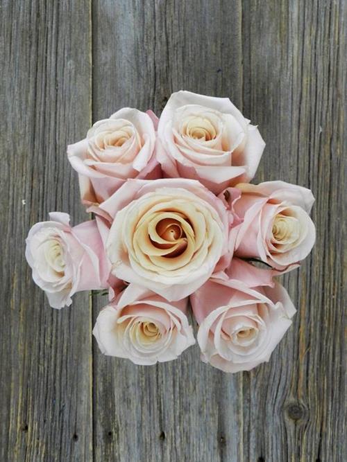 Wholesale Mother Of Pearl Bi-Color Cream/Pink Roses Delivered Online ...