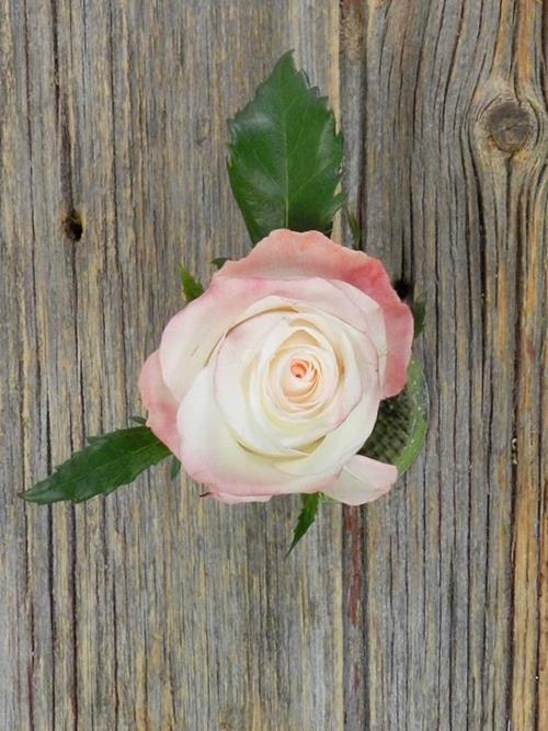Wholesale Marilyn Cream W/Pink Edge Roses Delivered Online | FlowerFarm