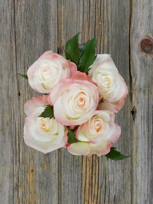Wholesale Marilyn Cream W/Pink Edge Roses Delivered Online | FlowerFarm