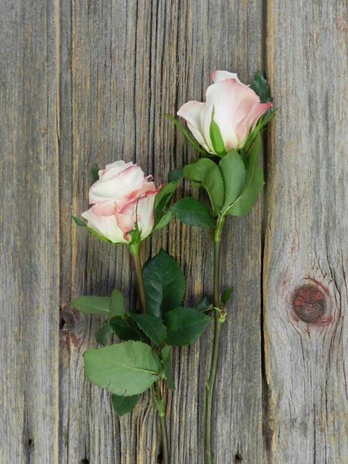 Wholesale Marilyn Cream W/Pink Edge Roses Delivered Online | FlowerFarm