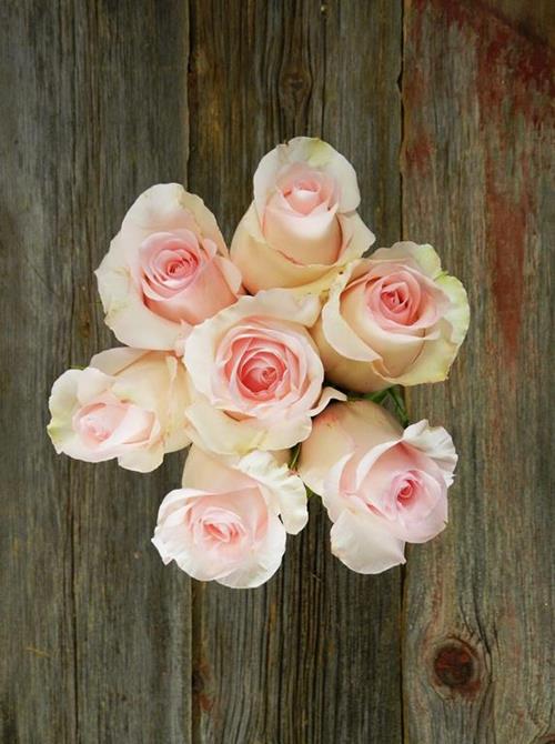 Wholesale Nena Pink Roses Delivered Online | FlowerFarm
