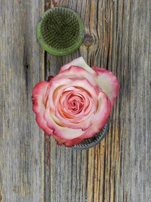 Wholesale Paloma Bi-Color Cream/Pink Roses Delivered Online | FlowerFarm