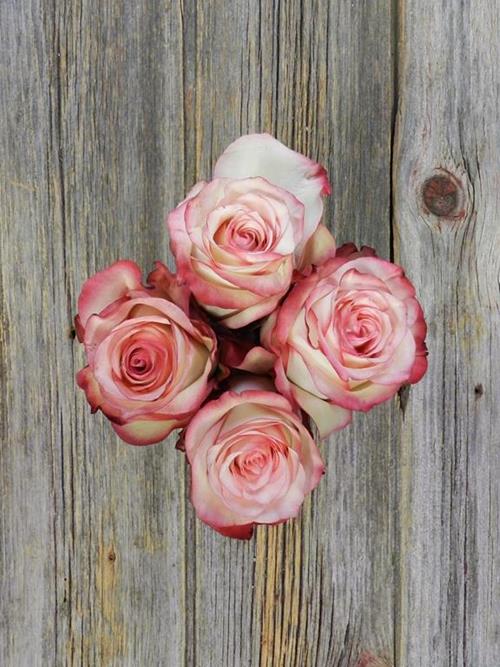 Wholesale Paloma Bi-Color Cream/Pink Roses Delivered Online | FlowerFarm