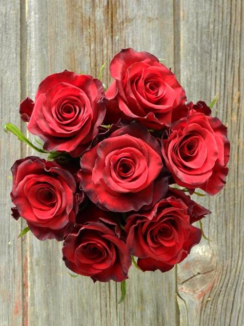 Wholesale Red Paris Red Rose Delivered Online | FlowerFarm