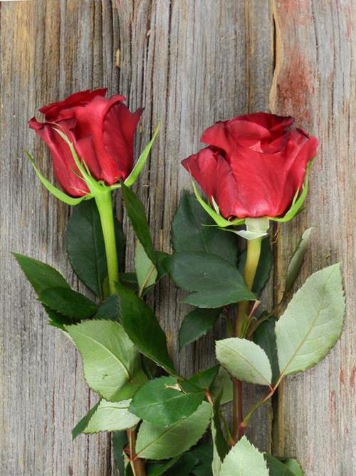 Wholesale Red Paris Red Rose Delivered Online | FlowerFarm