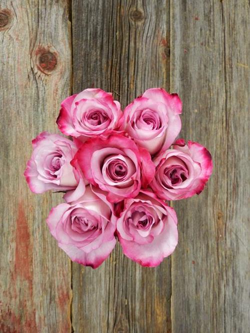 Wholesale Pink Farfalla Bi-Color Hot Pink /Pink Roses Delivered Online ...