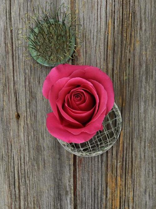 Wholesale Pink Floyd Hot Pink Roses Delivered Online | FlowerFarm