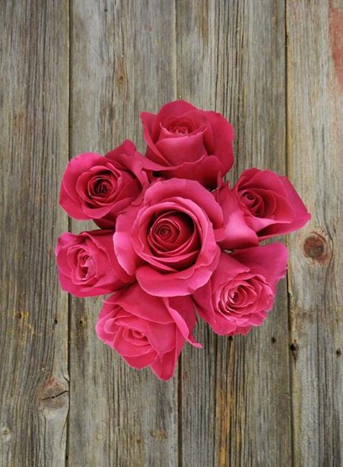 Wholesale Pink Floyd Hot Pink Roses Delivered Online | FlowerFarm
