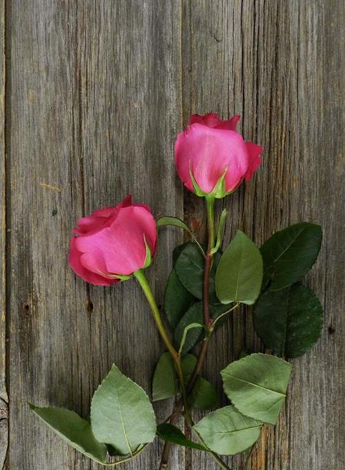 Wholesale Pink Floyd Hot Pink Roses Delivered Online | FlowerFarm